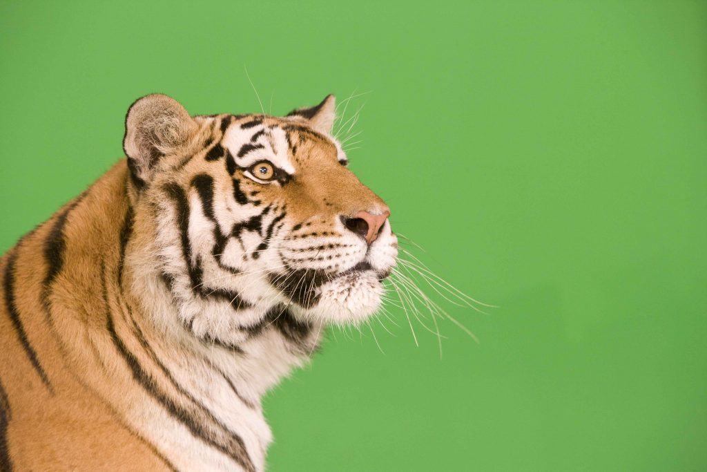 BLOG - The world’s leading solution for high quality, humane animal ...