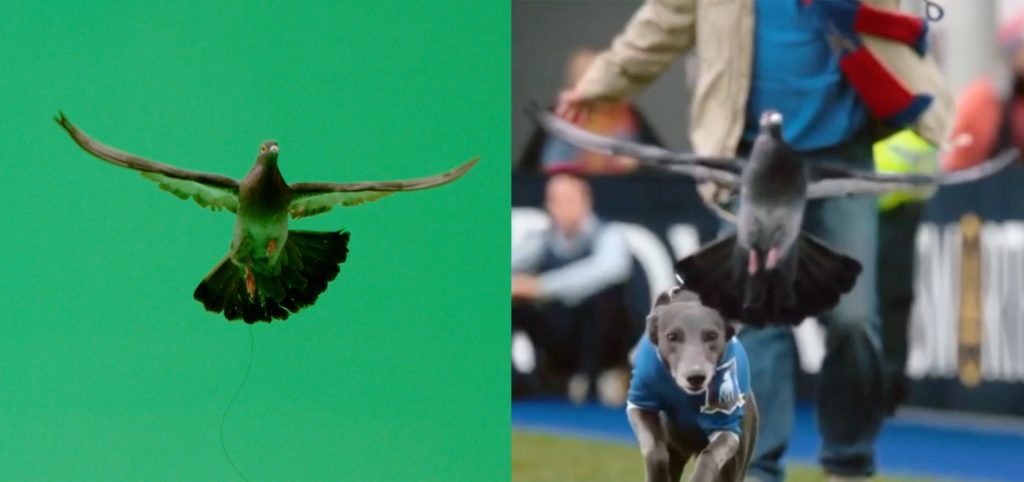 BLOG - The world’s leading solution for high quality, humane animal ...